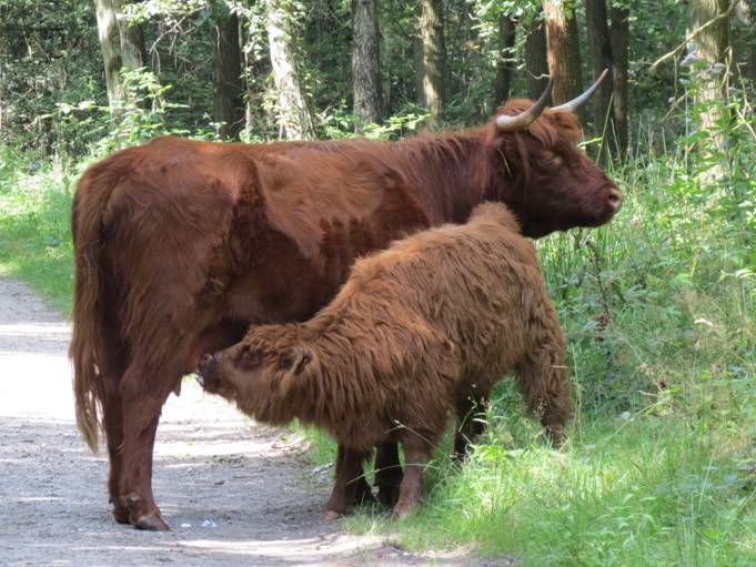 Nonke buusjke1 | Modelers Alliance