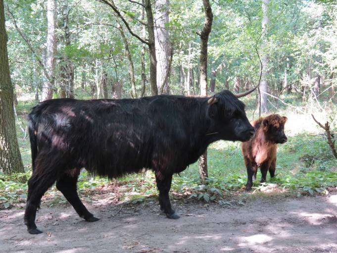 Nonke buusjke2 | Modelers Alliance