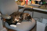 Tired out cat! | Modelers Alliance